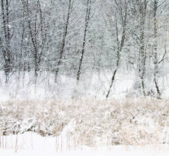 Lines in Snow 1 by Carol Rooney | Black & White Magazine | For ...