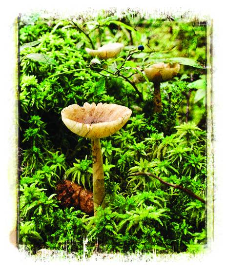 Umbilicate by Dennis Krull | Black & White Magazine | For Collectors of ...