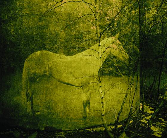 Horse by Curtis Salonick | Black & White Magazine | For Collectors of ...