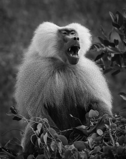 Alpha Baboon by Don Whitebread | Black & White Magazine | For ...