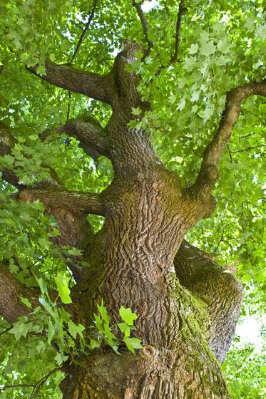 Dancing Tree by Steven R. Ryf | Black & White Magazine | For Collectors ...