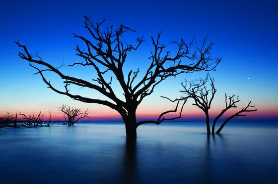 Mystical Trees by Chuck Robinson | Black & White Magazine | For ...