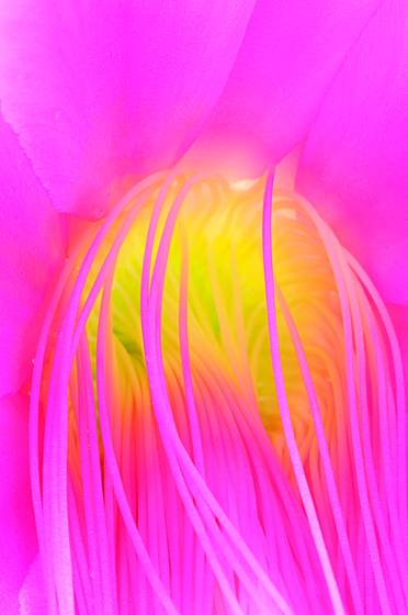 Extreme Flower Closeup by Greg Tucker | Black & White Magazine | For ...