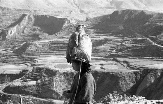 Hawk Girl by Steve Spehar | Black & White Magazine | For Collectors of ...