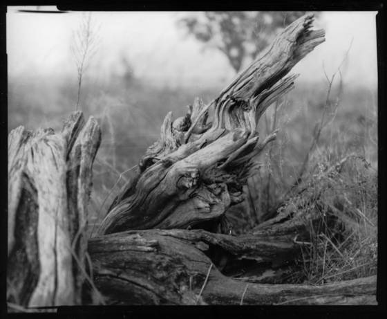 Twisted Stump by Steve Reeves | Black & White Magazine | For Collectors ...