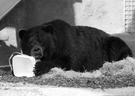 Bear with Bucket by Dawn Leader-Peloso | Black & White Magazine | For ...