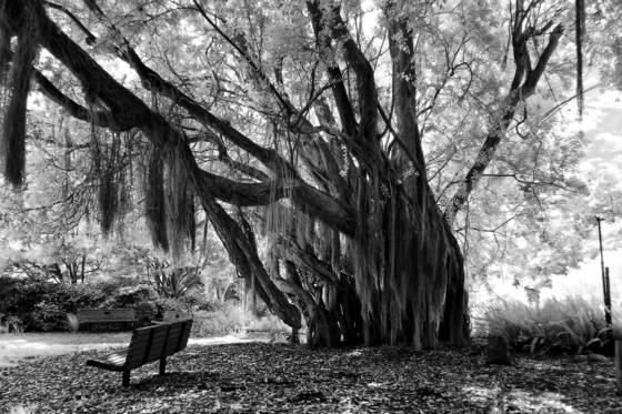 Haunted-tree by Dominic Martello | Black & White Magazine | For ...