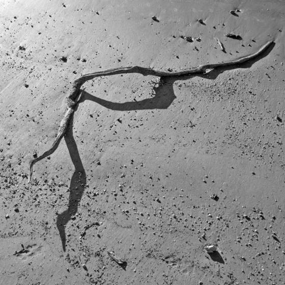 Branch by Robert Rohn | Black & White Magazine | For Collectors of Fine ...