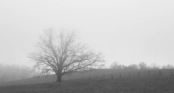 Tree and Fence Line in Fog by John R. Kuhn, Jr. | Black & White ...