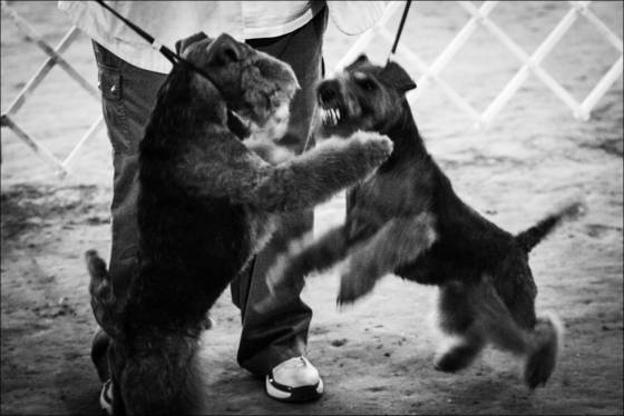 Sparring Terriers by James Cammack | Black & White Magazine | For ...