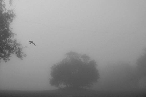 Wrapped in Fog by Sarolta Gyoker | Black & White Magazine | For ...
