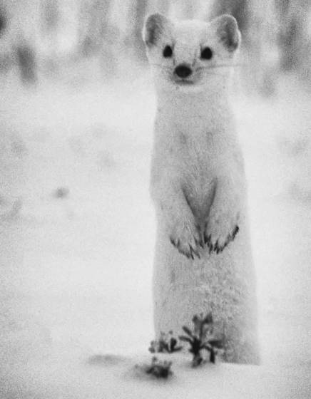 Winter Weasel by Ernie Husulak | Black & White Magazine | For ...