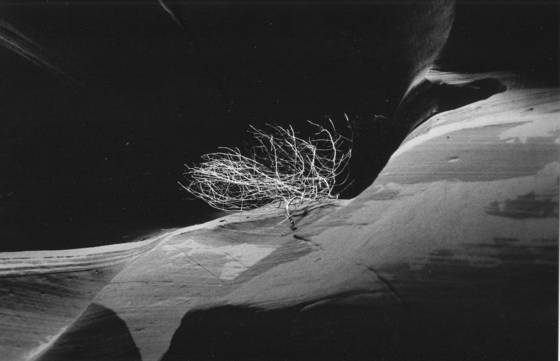 Burning Bush by Richard M. Caplan | Black & White Magazine | For ...