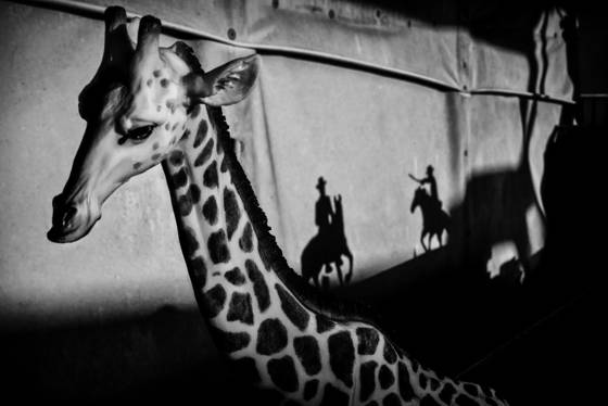 Giraffe and Civil War Soldiers by Mark Caceres | Black & White Magazine ...