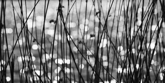 Beyond the Curtain by Doug Bisson | Black & White Magazine | For ...