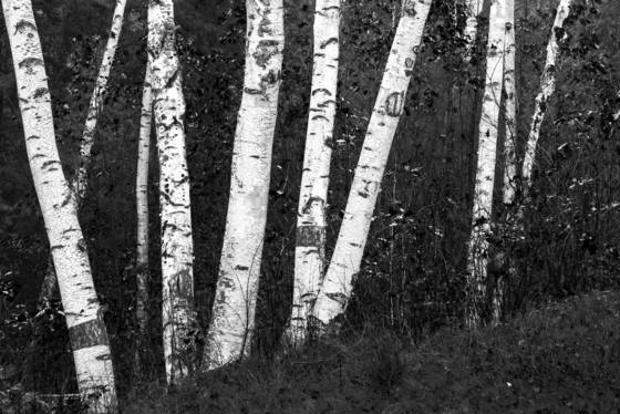 Fall Bones 2 by Wayne Thornbrough | Black & White Magazine | For ...