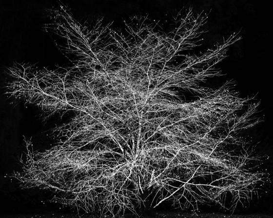 Moss Garden Tree by Carol MacLeod | Black & White Magazine | For ...