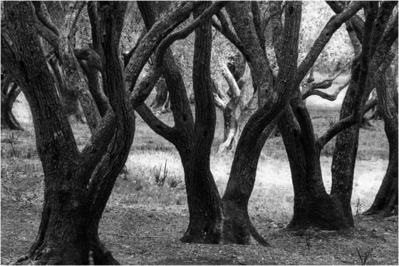 Dance of the Olive Trees by Phyllis Goodfriend | Black & White Magazine ...