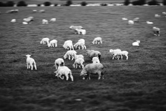 Sheep Seen From Train by Manfred Zeuch | Black & White Magazine | For ...