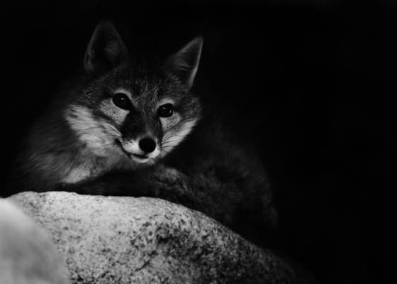 Swift Fox by Steven Rood | Black & White Magazine | For Collectors of ...