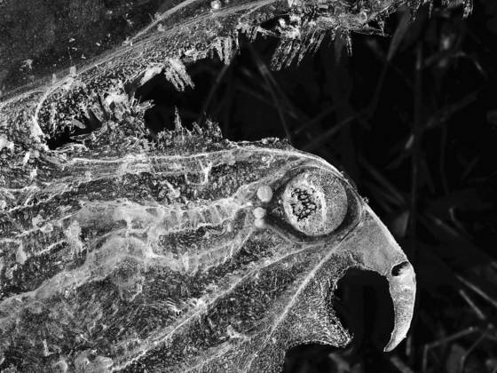 Psittacus by Karl Leck | Black & White Magazine | For Collectors of ...