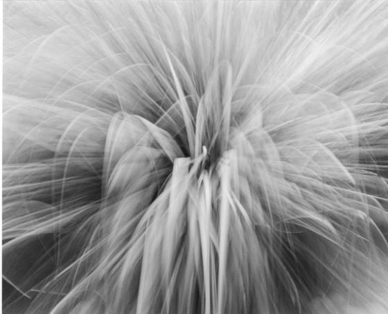 Flower Works by Richard M. Caplan | Black & White Magazine | For ...