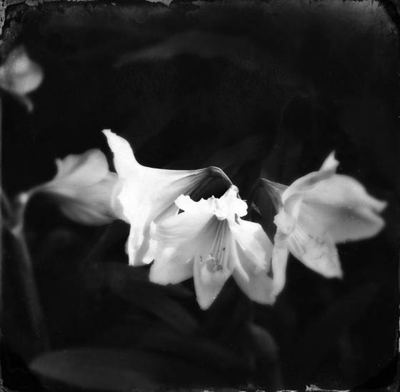 1. Amaryillis Cluster by Jeff Blakely | Black & White Magazine | For ...