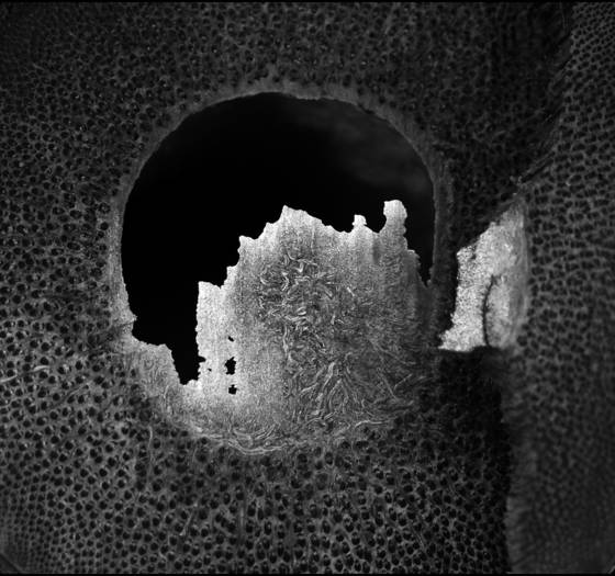 11. Polystichum by Jeff Blakely | Black & White Magazine | For ...