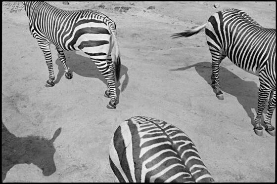 Zebras by Alfred S. Pagano | Black & White Magazine | For Collectors of ...
