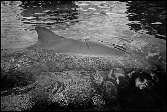 Dolphin by Alfred S. Pagano | Black & White Magazine | For Collectors ...