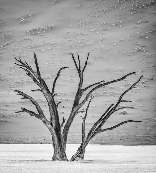 Camel Thorn Tree by Duane Miller | Black & White Magazine | For ...