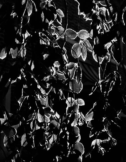 Hanging Tree Leaves by Robert S. Finkelhor | Black & White Magazine ...