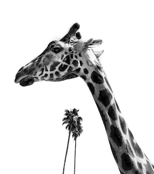 Palm Tree by Saman Majd | Black & White Magazine | For Collectors of ...