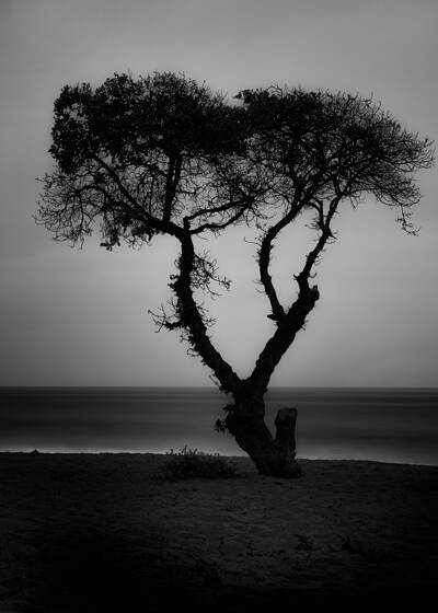 Beach Tree by John | Black & White Magazine | For Collectors of Fine ...