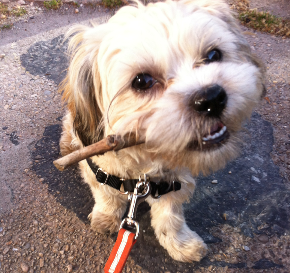 “Is that dog smoking a cigar?” | barkboxblog