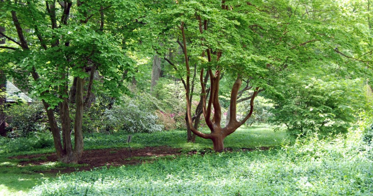 Barnes Foundation | State Champions in the Arboretum