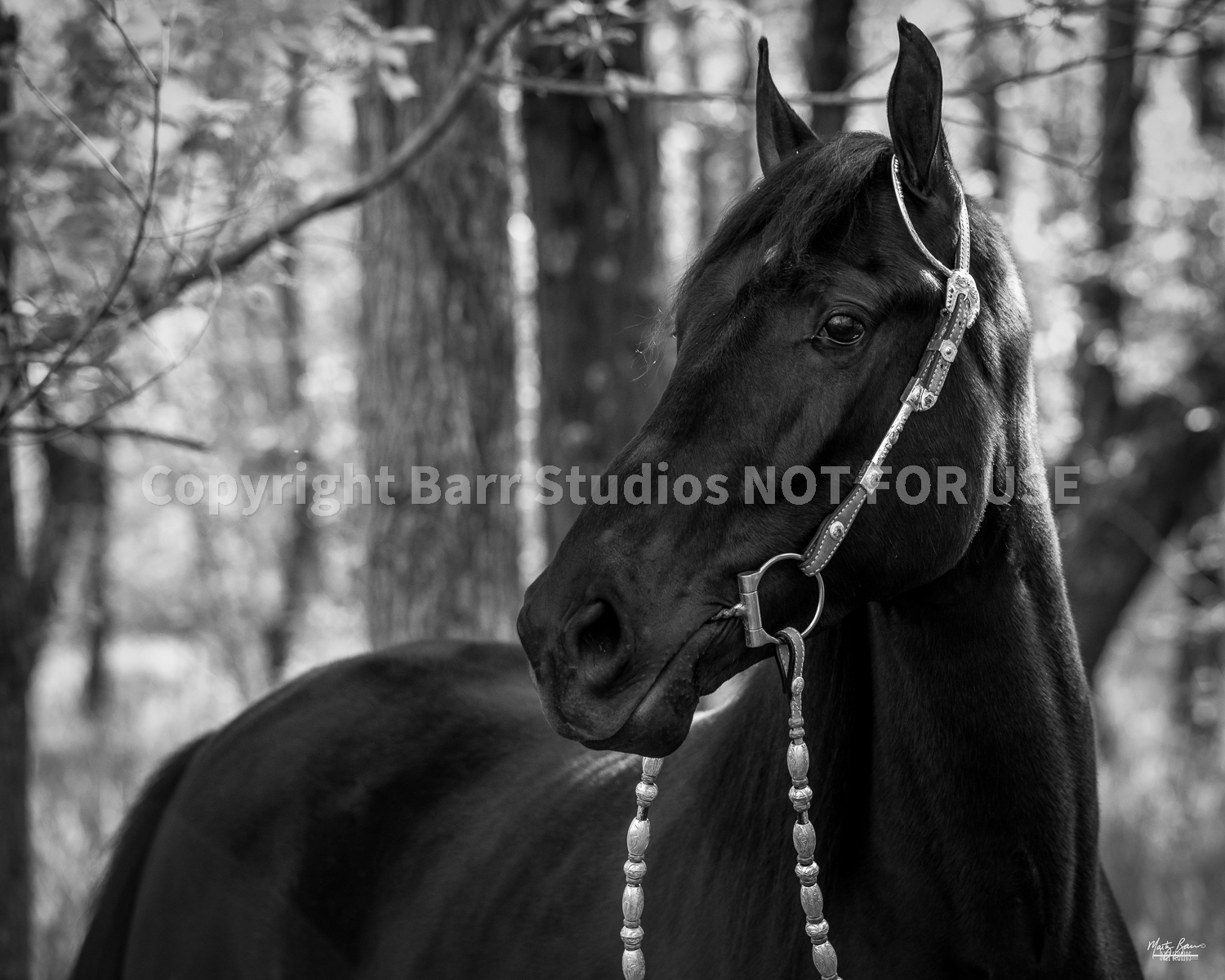 Susan Steffan - Clients - barrstudios.com