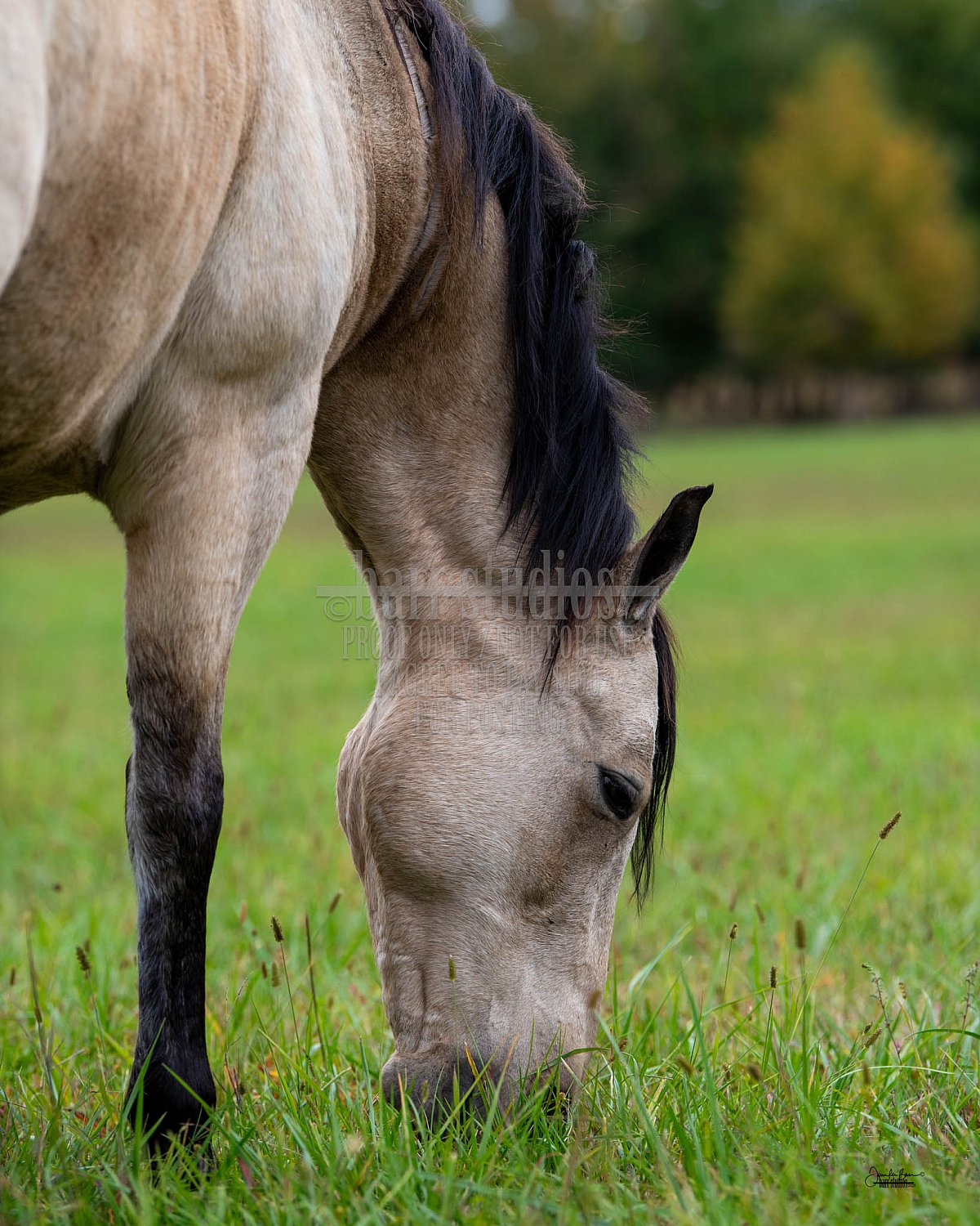 Buck - Clients - barrstudios.com