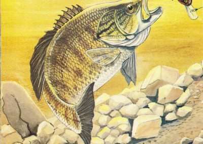 Wiley Miller – Artist Extraordinaire - Bass Fishing Archives Memorabilia