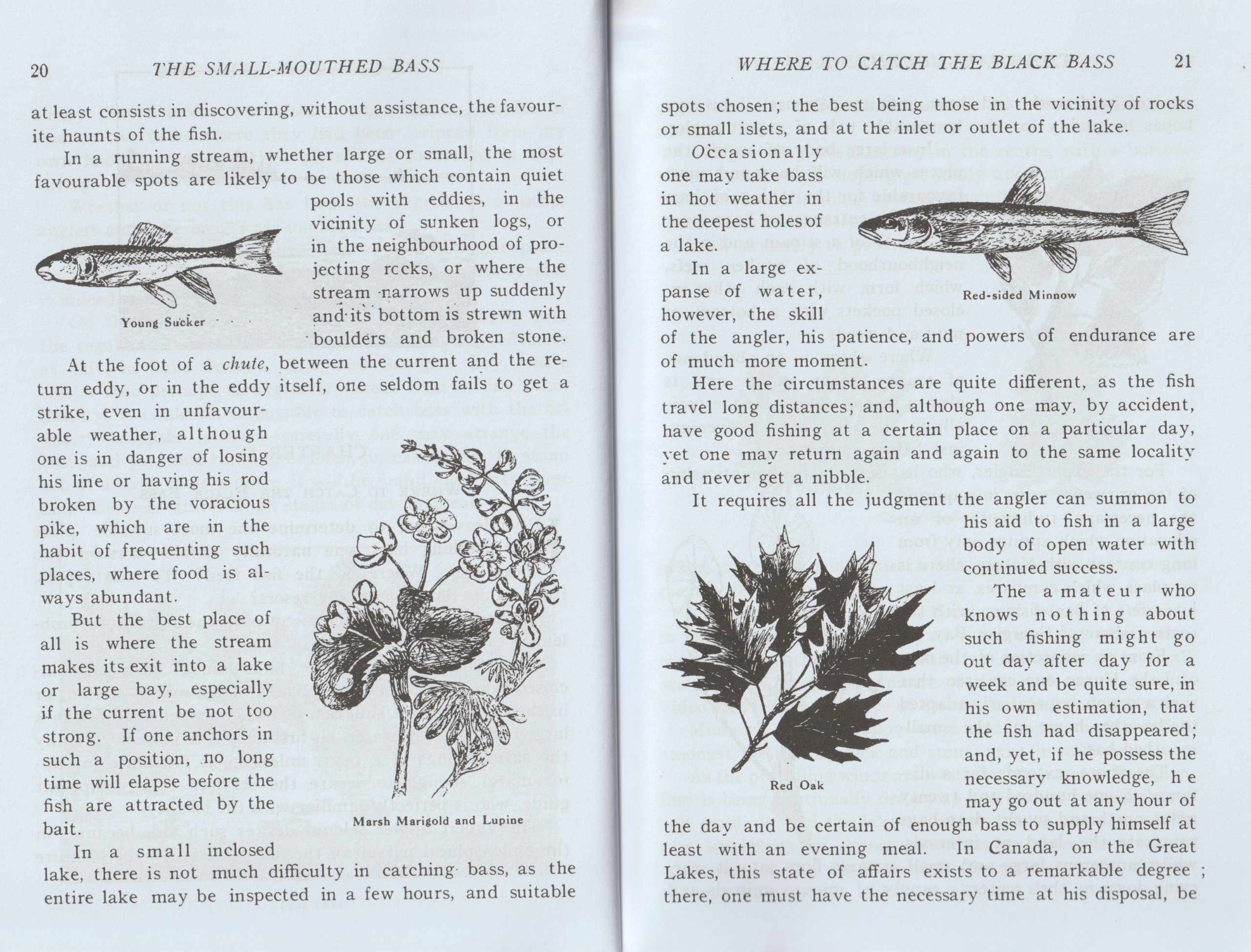 The Small-Mouthed Bass by W.J. Loudon - Bass Fishing Archives Book Reviews