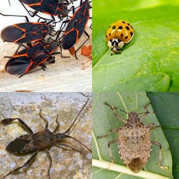 Blog - HOW TO PREVENT OVERWINTERING PESTS - PART 1 OF 2