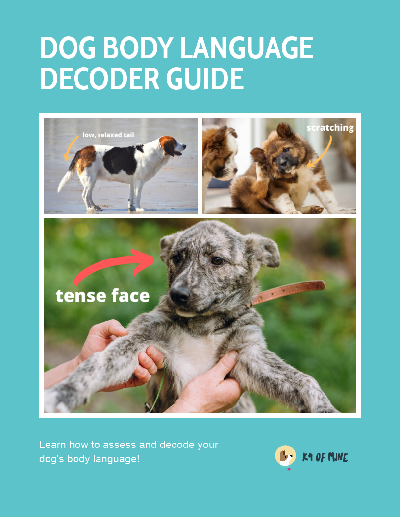 Dog Body Language Reference Kit