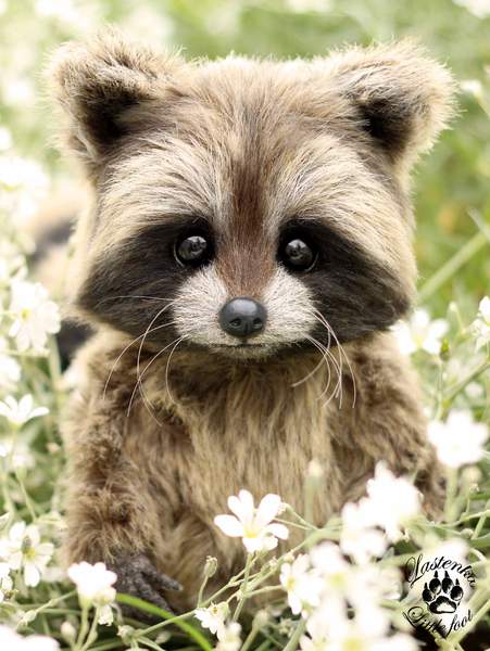 Raccoon Smile by Evgeniya and Igor Krasnov - Bear Pile