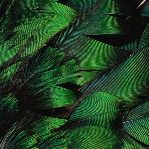 N A T U R E by DCQ BEATZ