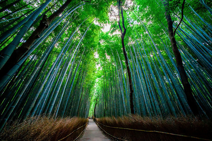 10 BEAUTIFUL FORESTS TO CONSIDER NOW | BeautifulNow