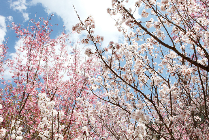10 Beautiful Walks Through Springtime Now | BeautifulNow