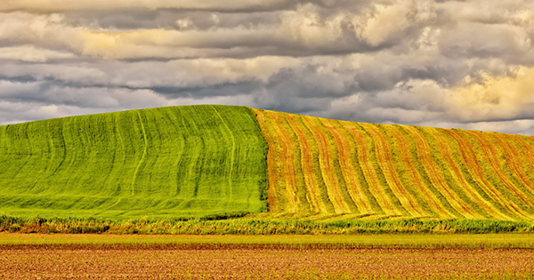 The Incredible Beauty of Crop Patterns Now | BeautifulNow