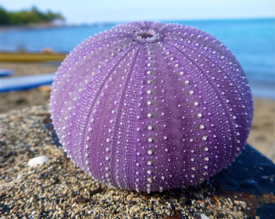 Purple Sea Urchins