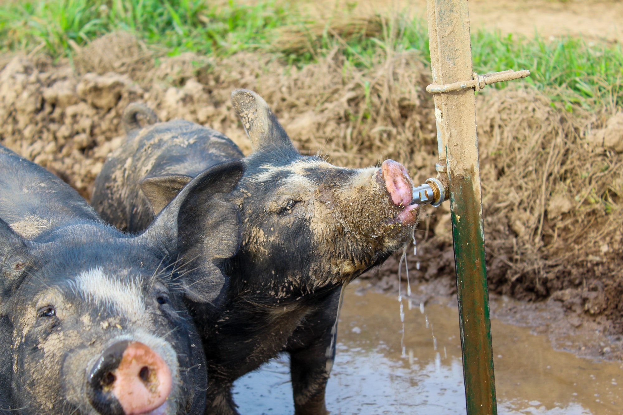 Pigs In The Water – Bedias Church of Christ
