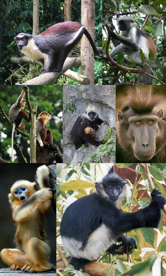 OLD WORLD MONKEYS by miller1sandi | BeFunky Photo Editor